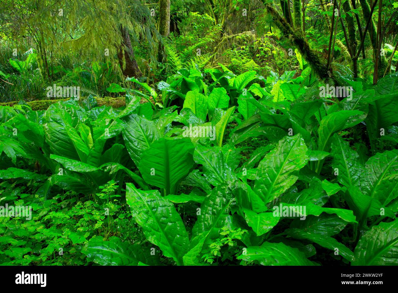 Skunk cabbage along Spencer Creek Trail, Beverly Beach State Park ...