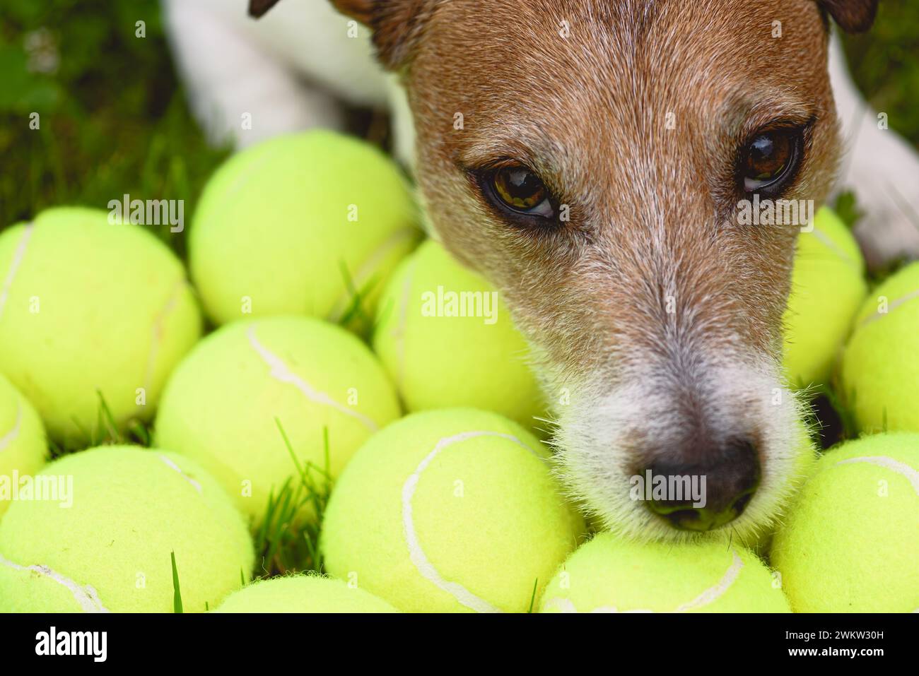 Dog obsessive behavior: dog guarding and hoarding a lot of tennis balls ...