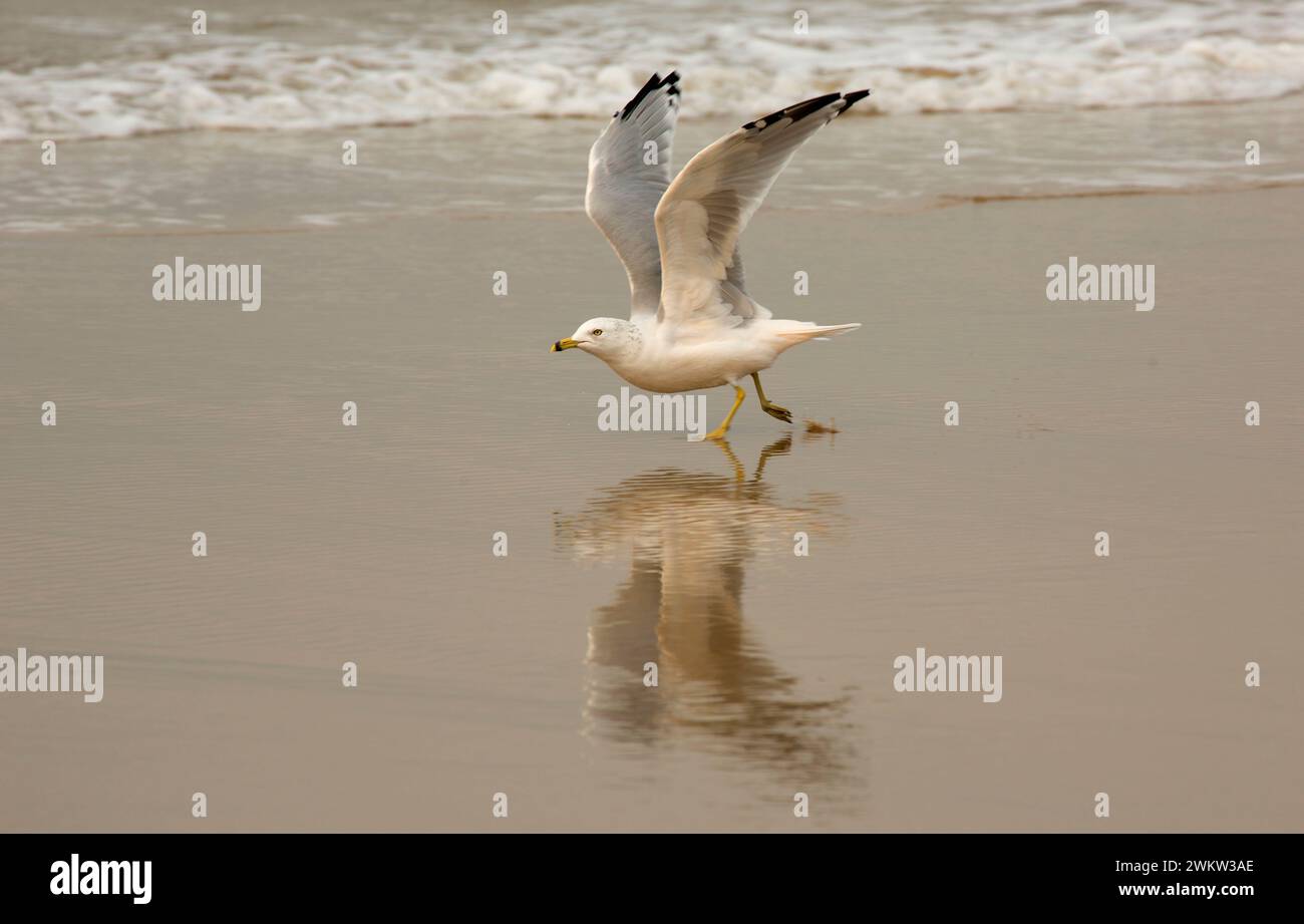 Gull at beach, Smelt Sands State Park, Oregon Stock Photo - Alamy