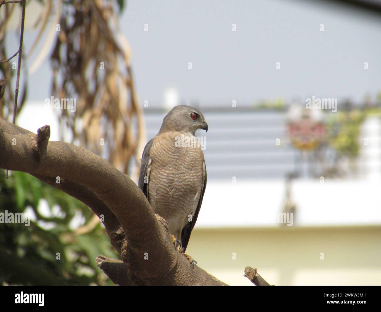 A Shikra a bird of prey perched on a tree branch in India Stock Photo ...