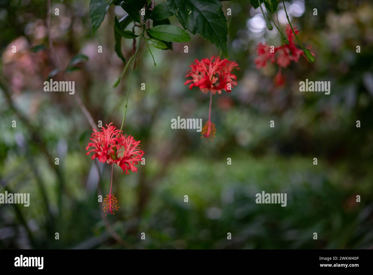 Red flowers on green leaves background. Fringed rosemallow or spider ...