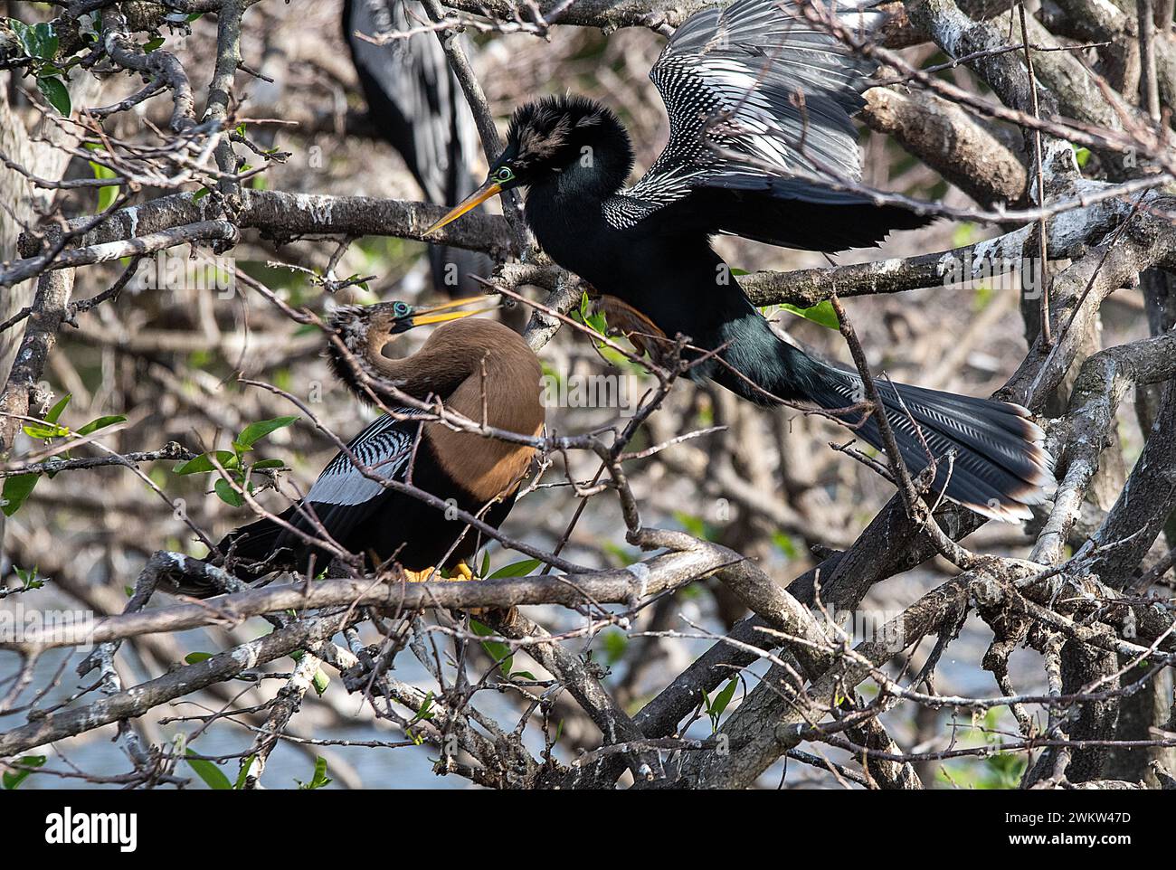 Mating games hi-res stock photography and images - Alamy