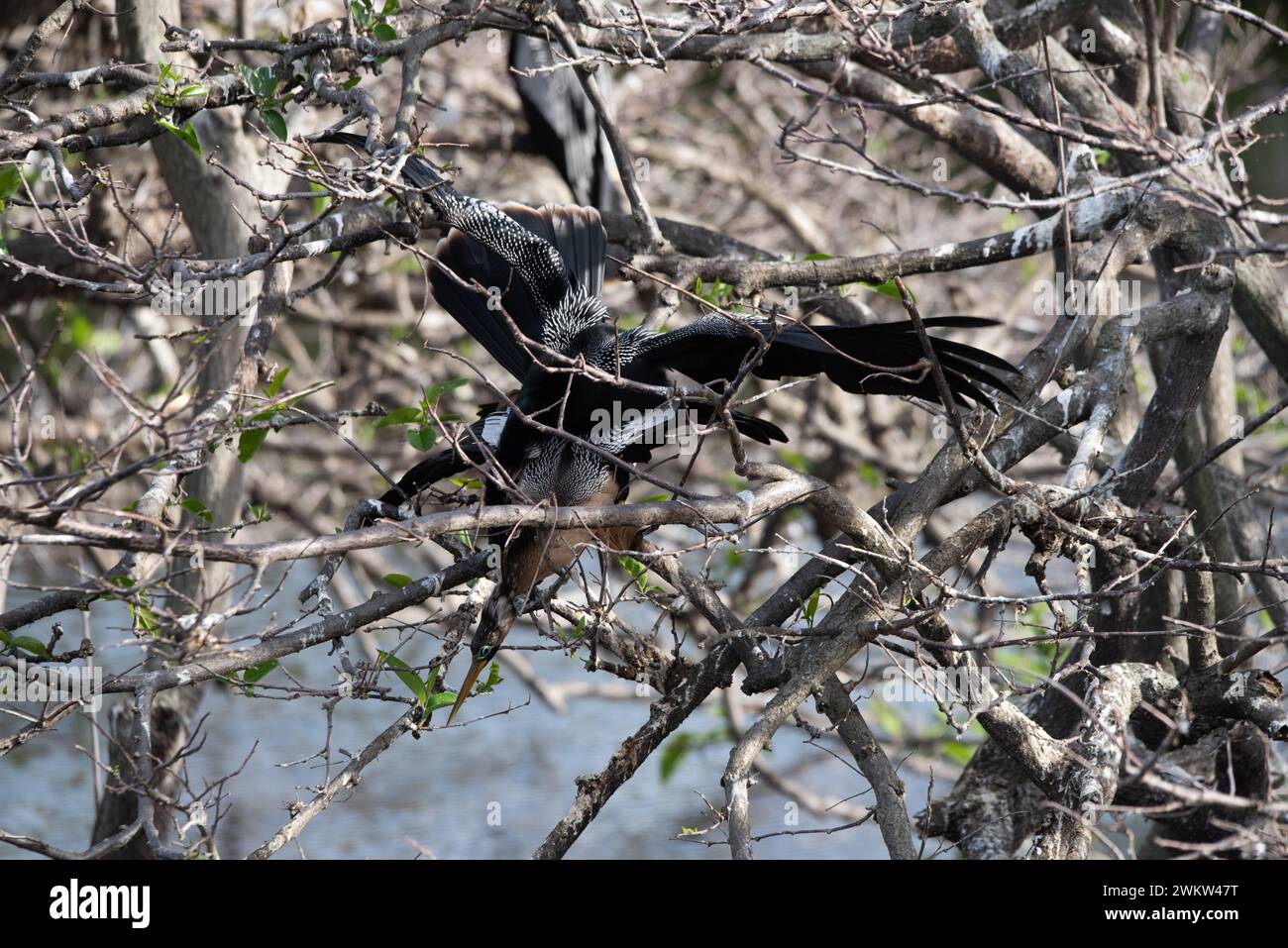 Mating games hi-res stock photography and images - Alamy