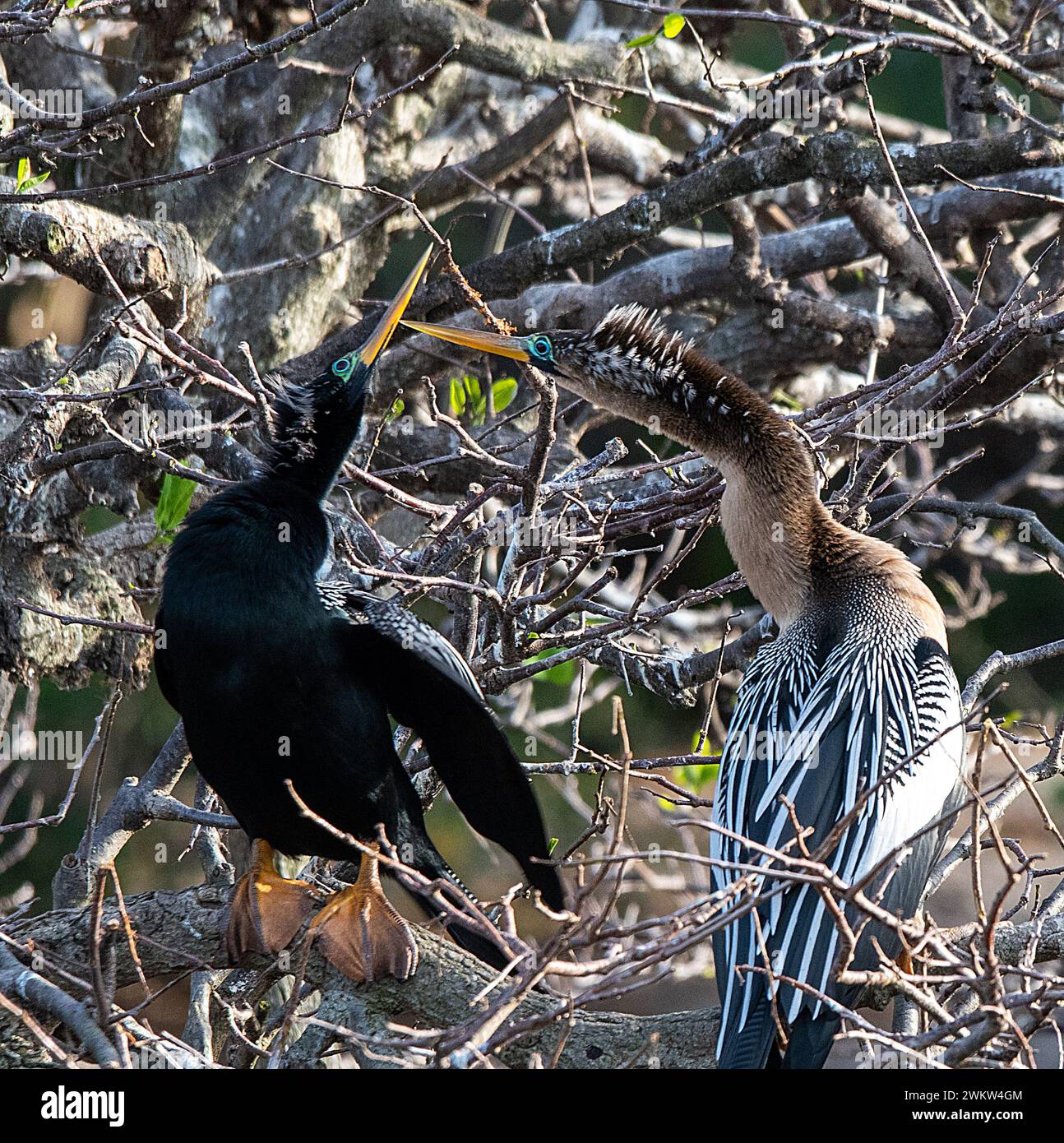 Anhinga mating games Stock Photo - Alamy