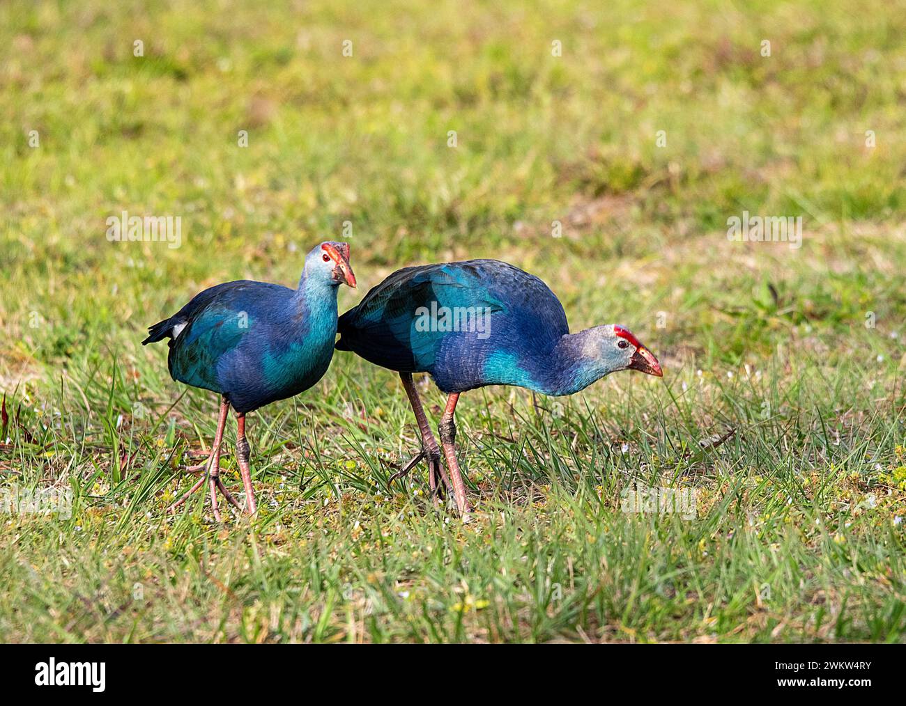 Blue and red bill hi-res stock photography and images - Alamy