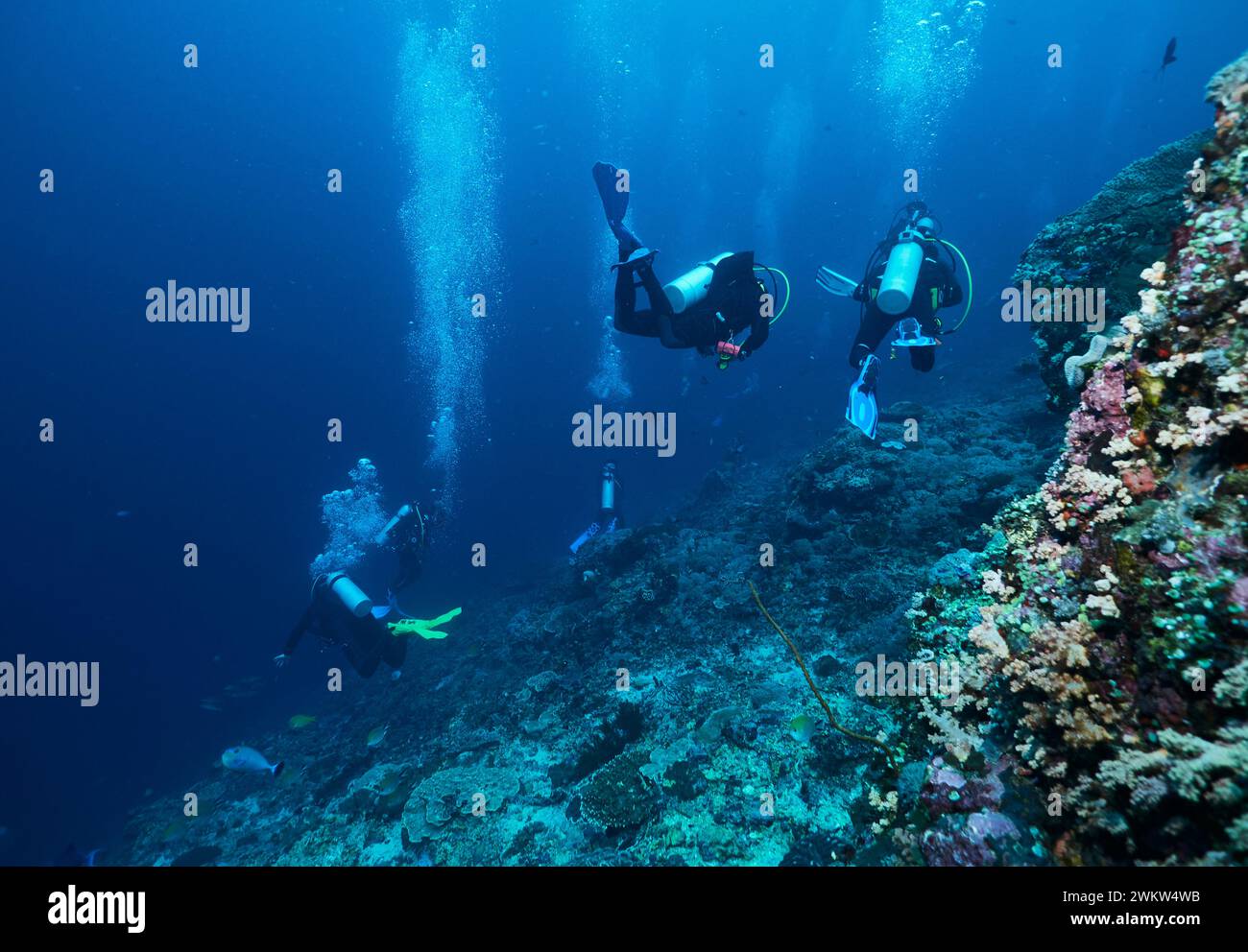 Scuba Diving over Coral reef, Nusa Lembongan, Bali , Indonesia Stock ...