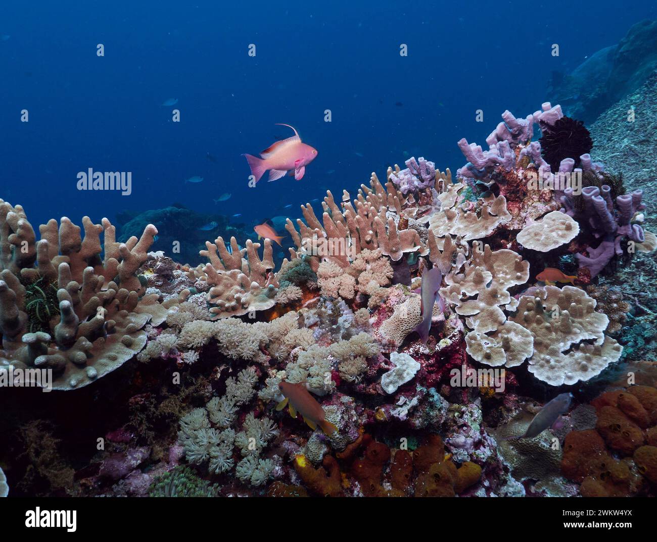 Scuba Diving over Coral reef, Nusa Lembongan, Bali , Indonesia Stock ...