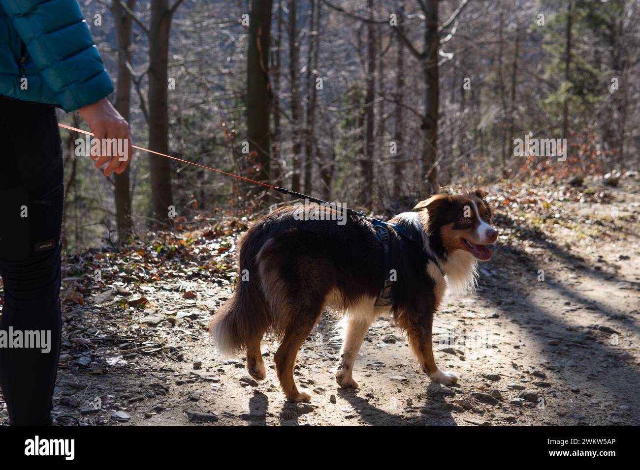 a border collie dog walks on a leash with its owner on a mountain trail ...