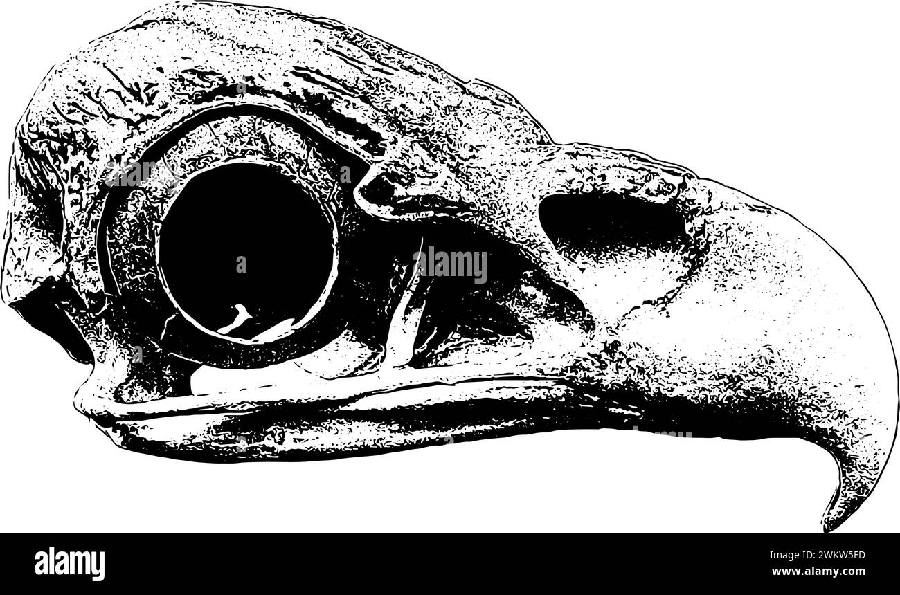 Skeleton bird drawing hi-res stock photography and images - Alamy