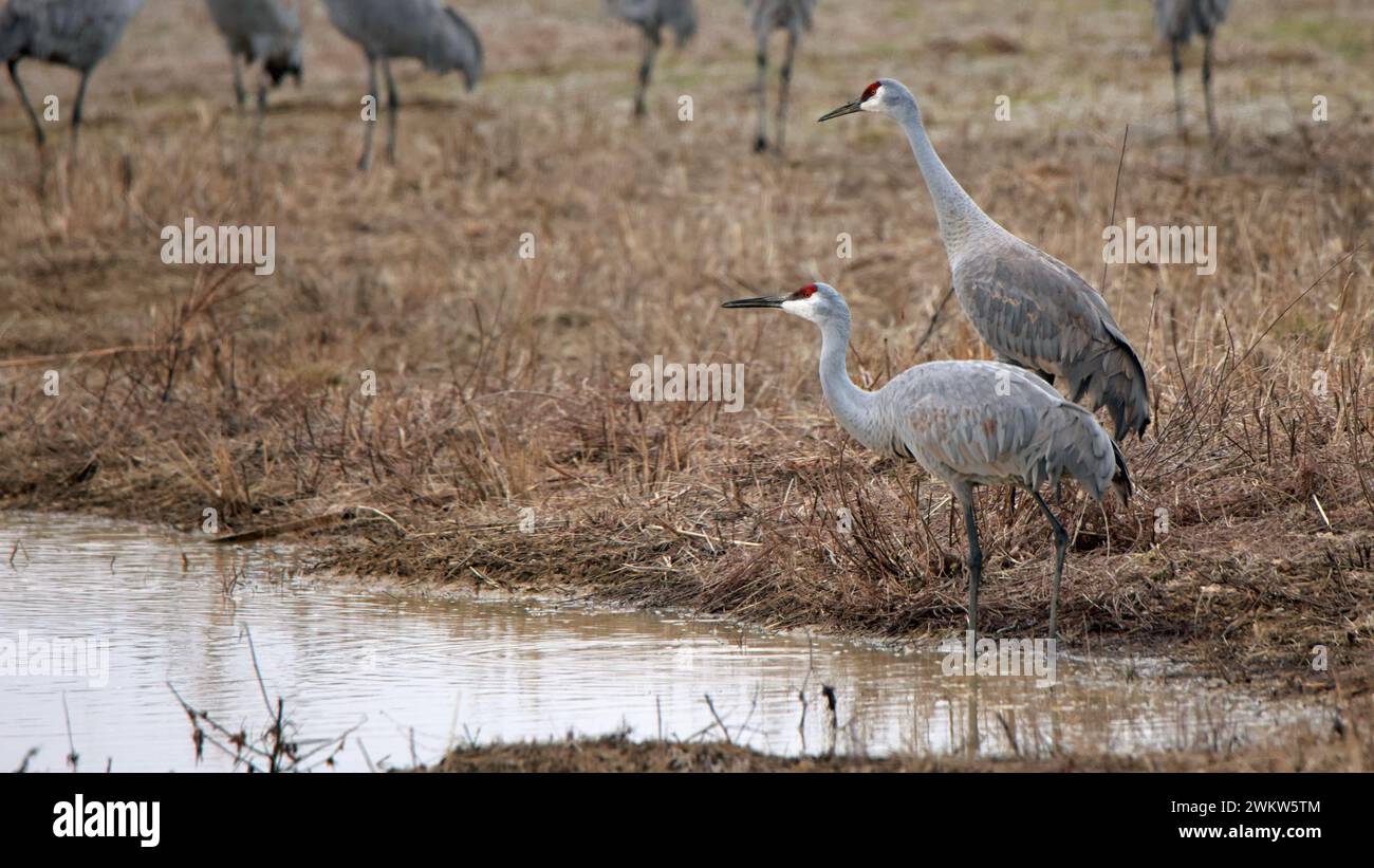 Two cranes standing pond hi-res stock photography and images - Alamy