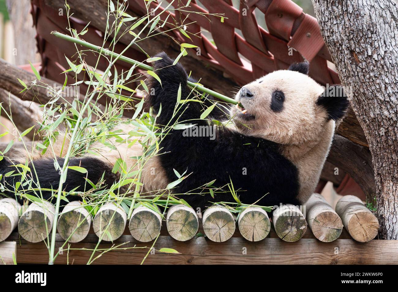 Madrid 2024: Panda Ceremony at Madrid Zoo A giant panda seen eating ...