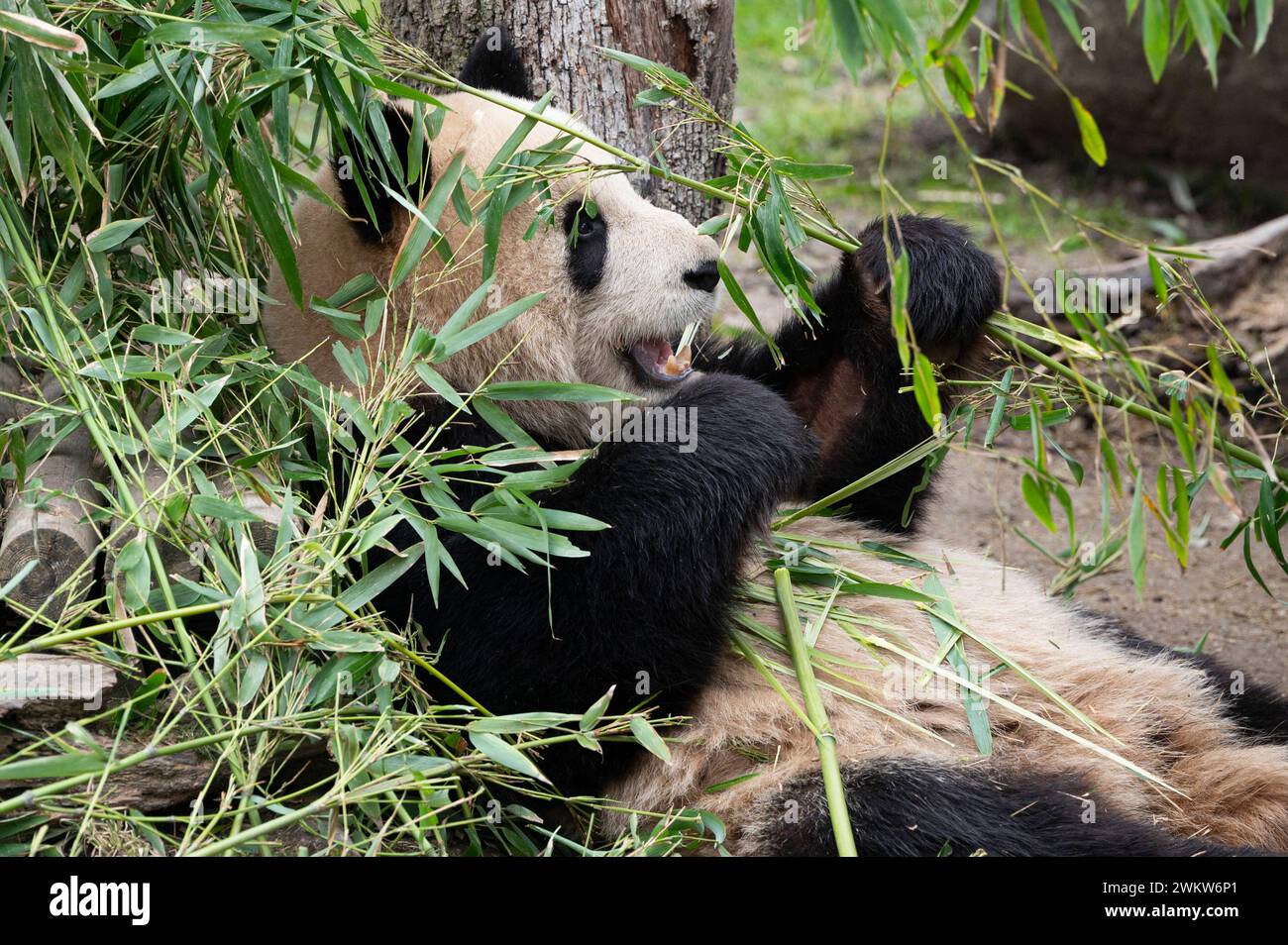 Madrid 2024: Panda Ceremony at Madrid Zoo A giant panda seen eating ...