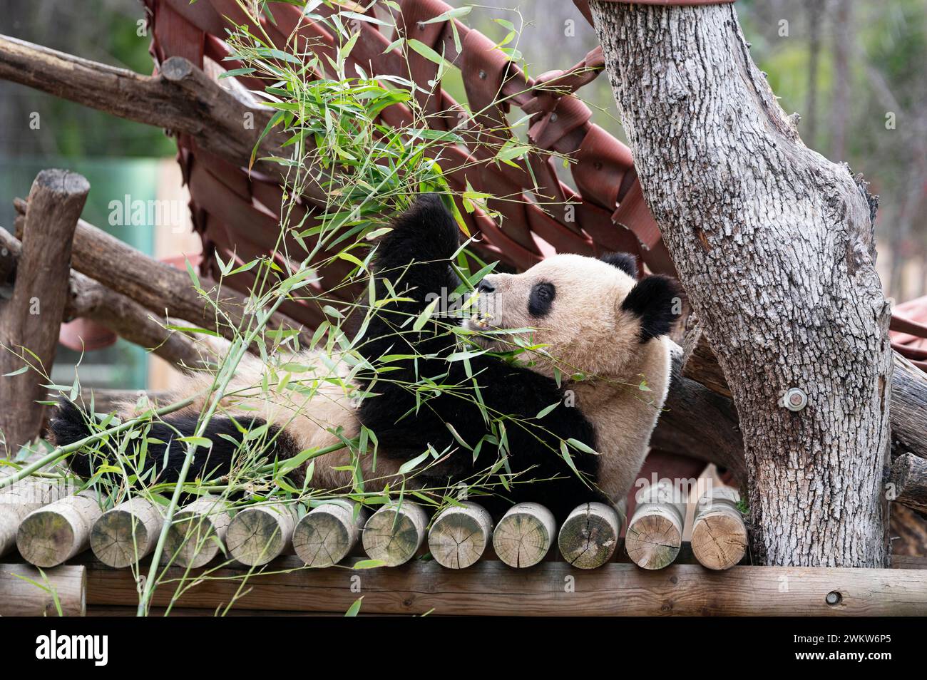 Madrid 2024: Panda Ceremony at Madrid Zoo A giant panda seen eating ...