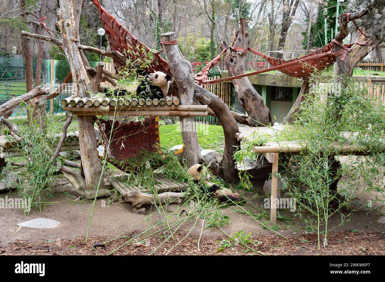 Madrid 2024: Panda Ceremony at Madrid Zoo A couple of giant panda seen ...