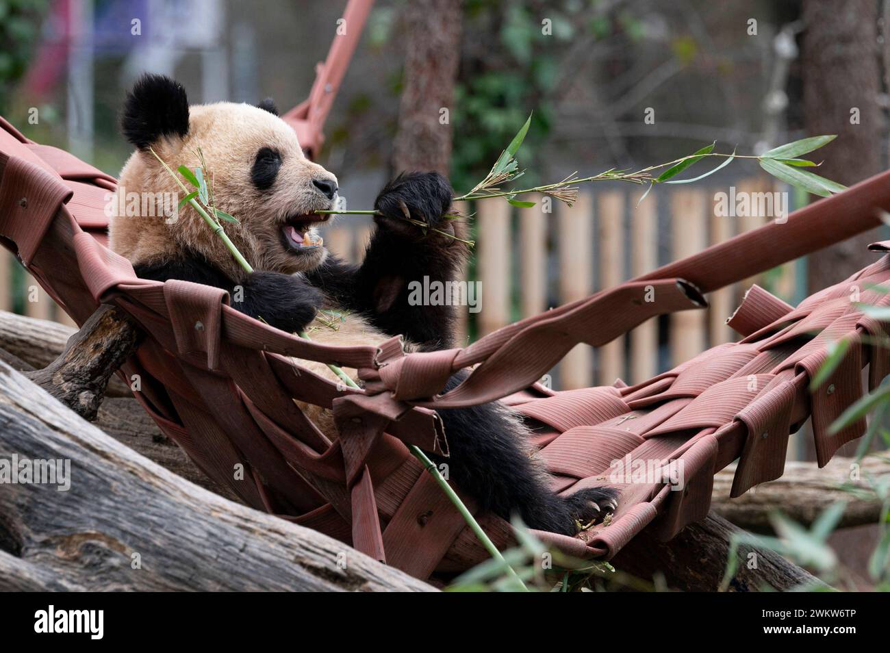 Madrid 2024: Panda Ceremony at Madrid Zoo A giant panda seen eating ...