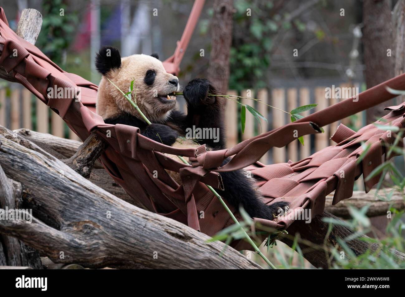 Madrid 2024: Panda Ceremony at Madrid Zoo A giant panda seen eating ...