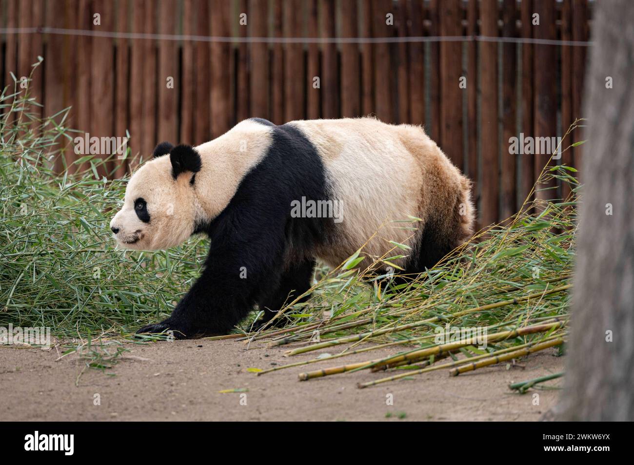 Madrid 2024: Panda Ceremony at Madrid Zoo A giant panda seen during an ...