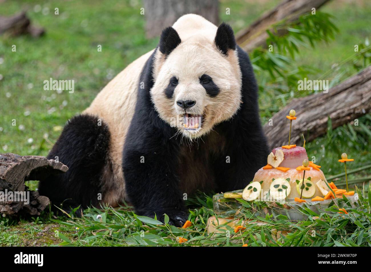 Madrid 2024: Panda Ceremony at Madrid Zoo A giant panda seen eating a ...