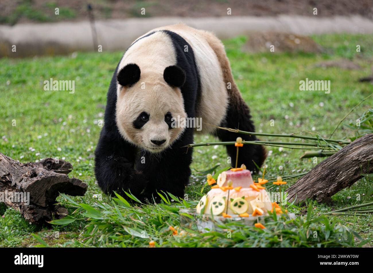 Madrid 2024: Panda Ceremony at Madrid Zoo A giant panda seen during an ...