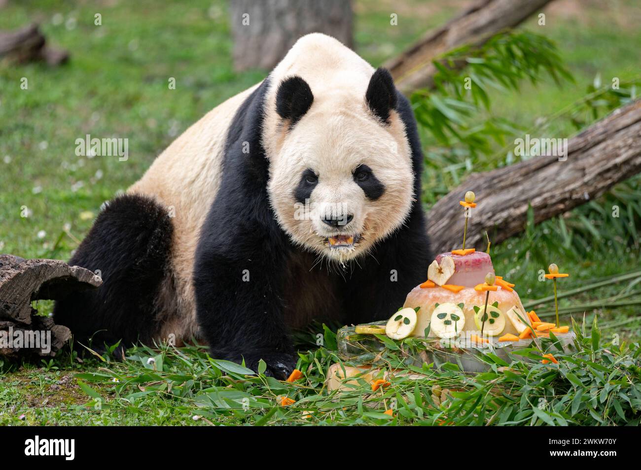 Madrid 2024: Panda Ceremony at Madrid Zoo A giant panda seen eating a ...
