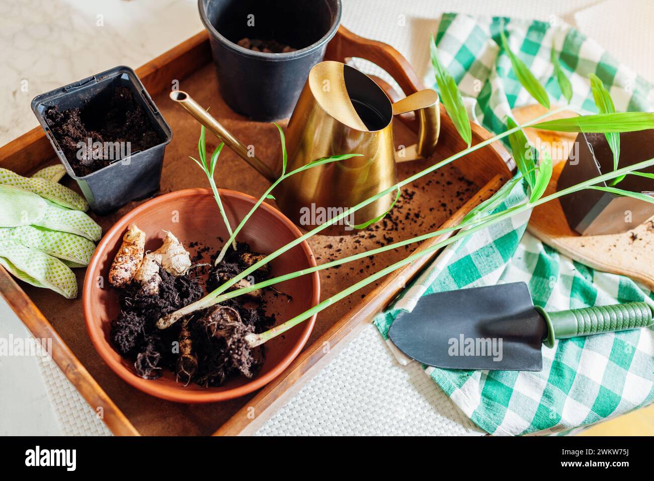 Ginger growing at home. Transplanting rooted ginger with sprouts into ...