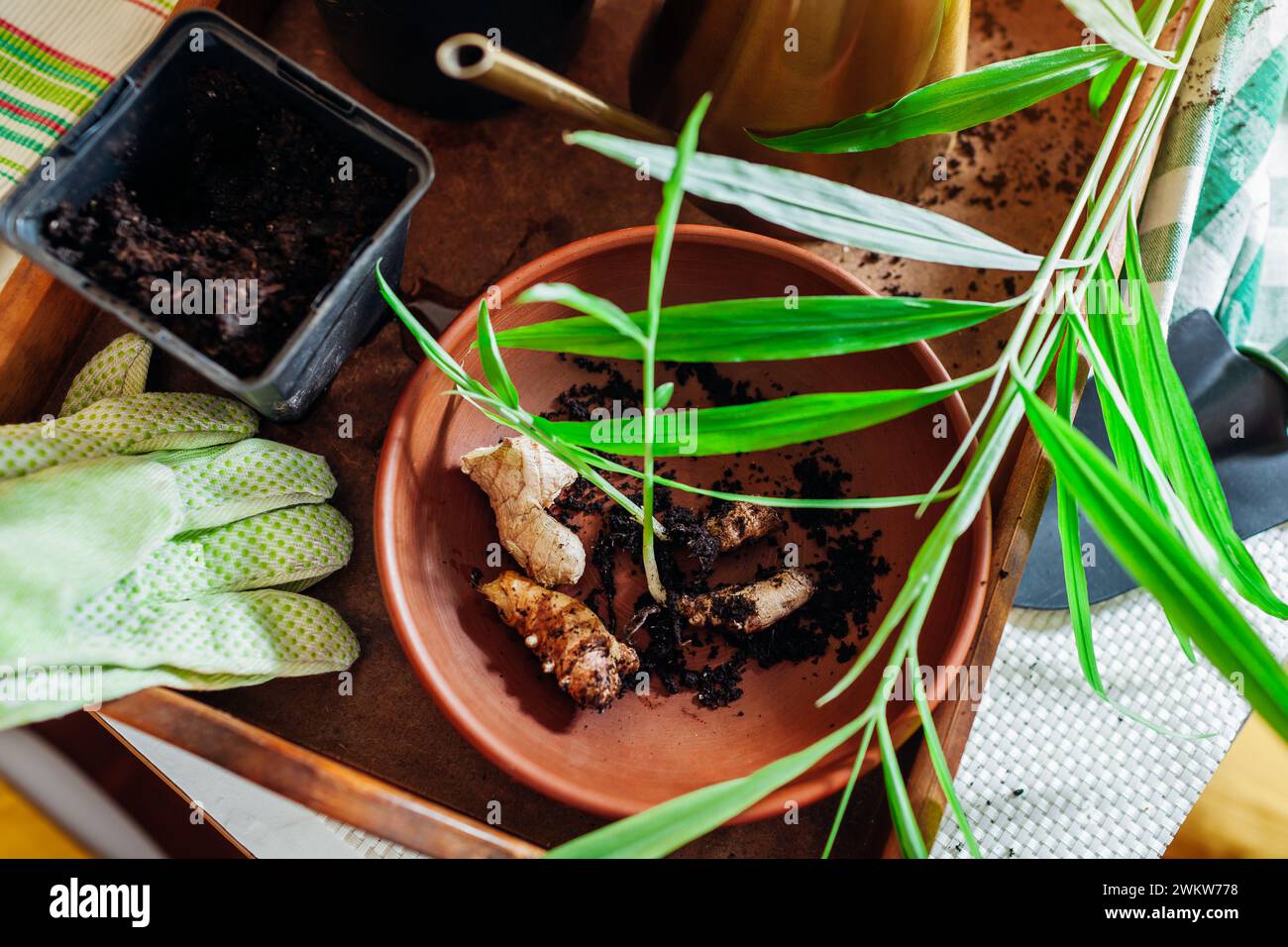Ginger growing at home. Transplanting rooted ginger with sprouts into ...