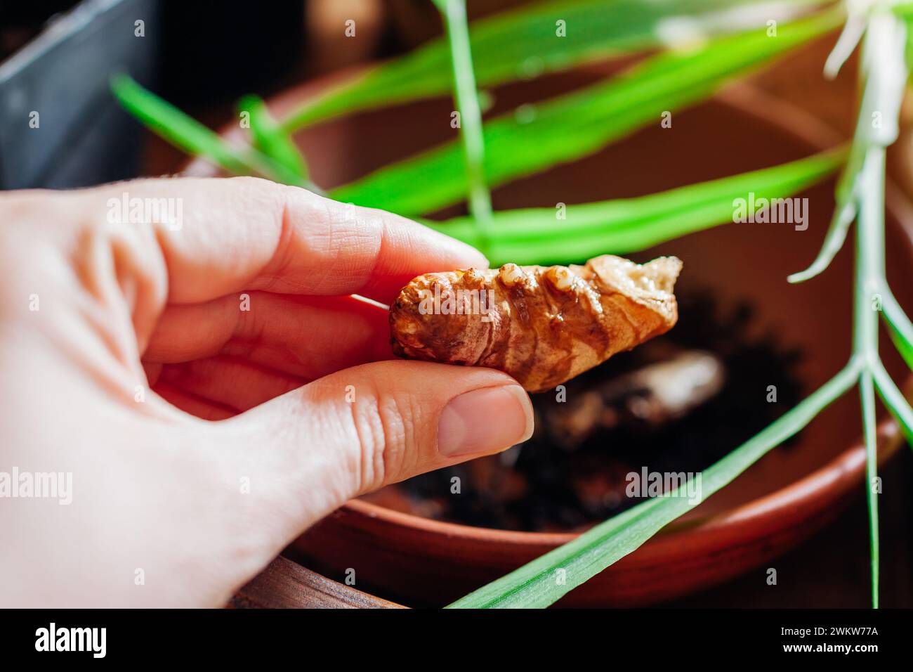 Ginger growing at home. Close up of ginger root with swallen eyes, buds ...