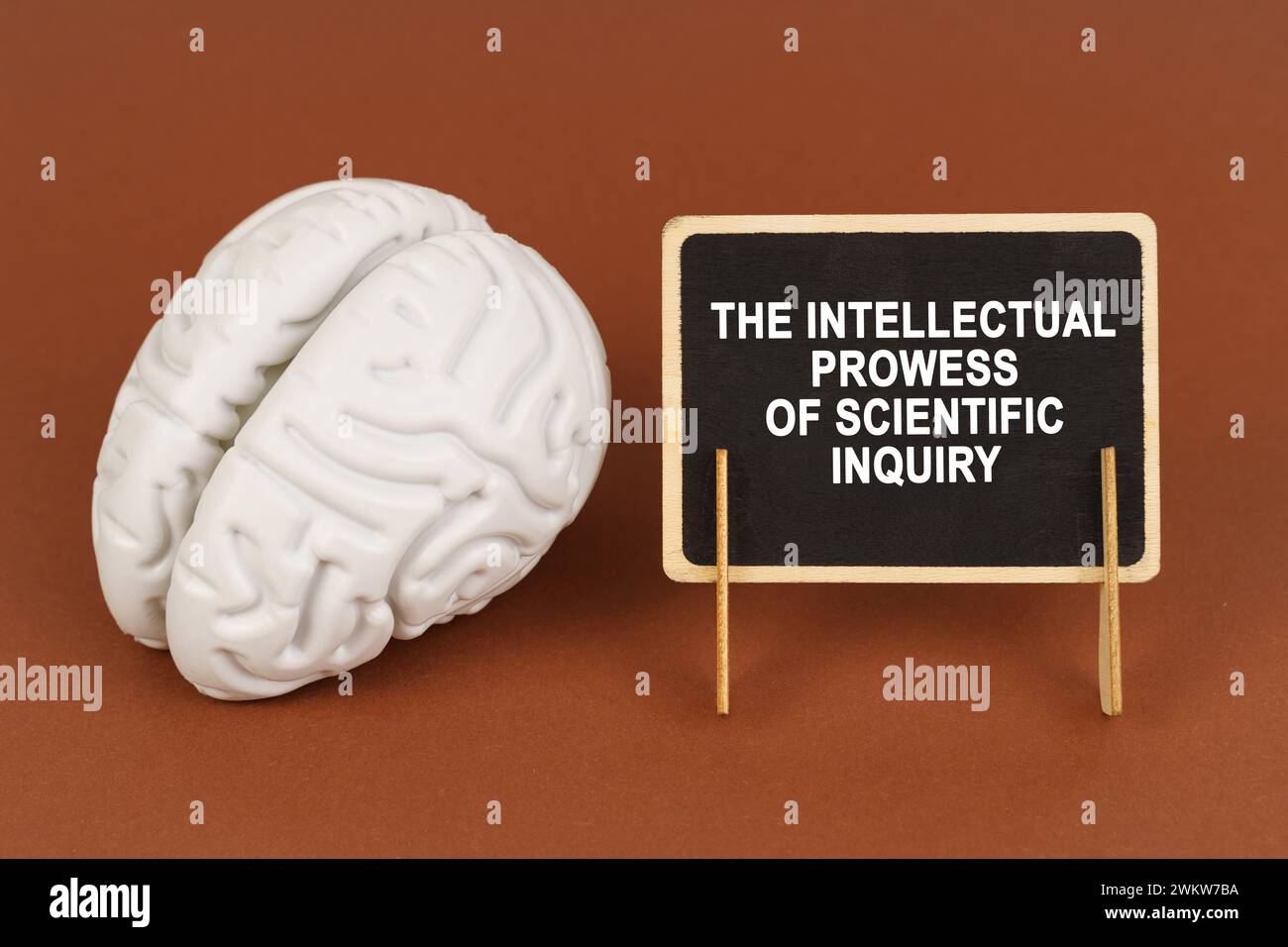 On a brown background, a model of the brain and a sign with the ...
