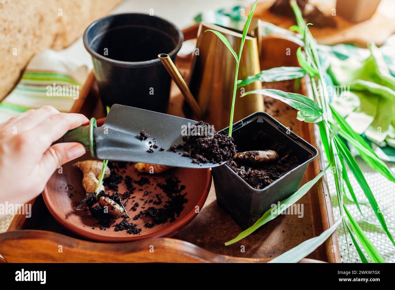 Ginger growing at home. Transplanting rooted ginger with sprouts into ...