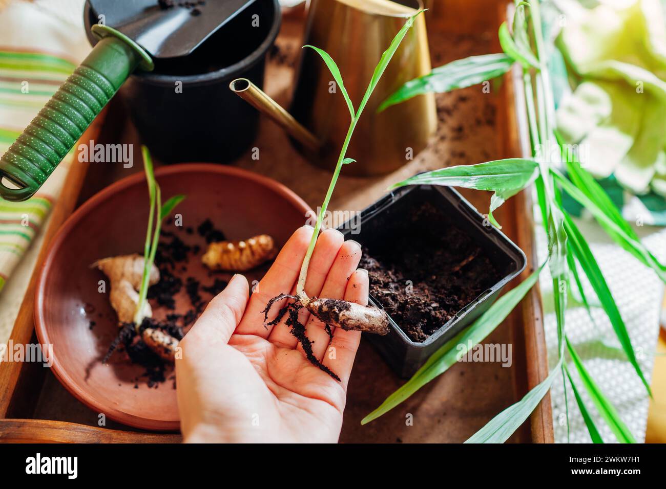 Ginger growing at home. Gardener holds rooted ginger with sprouts ...