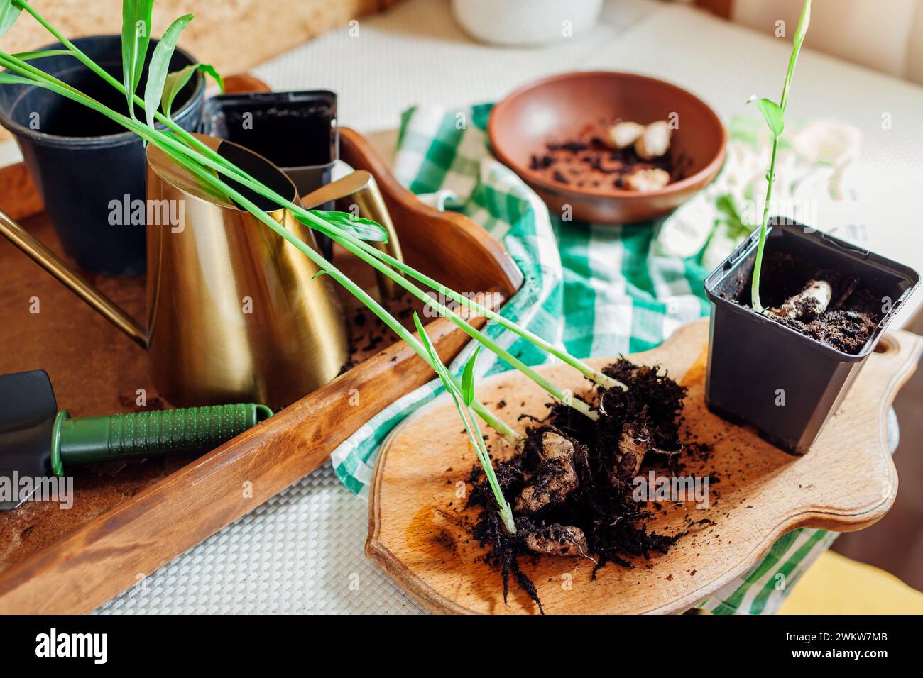 Ginger growing at home. Transplanting rooted ginger with sprouts into ...