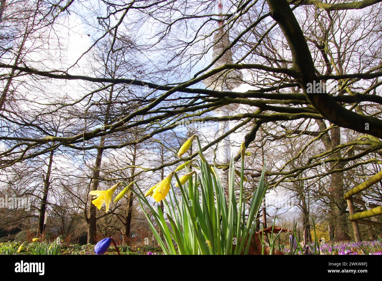 Hamburg: Erste Frühlingsboten im Park Planten un Blomen. *** Hamburg ...