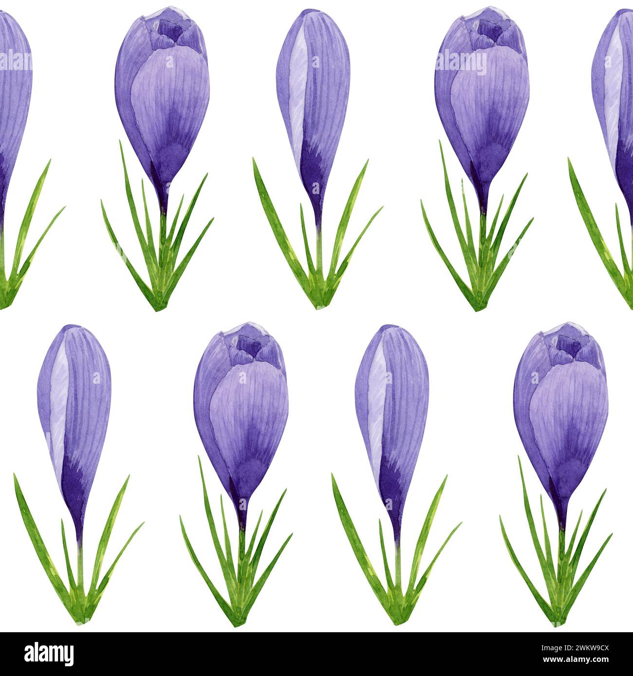Watercolor purple crocuses seamless pattern, spring flowers digital ...