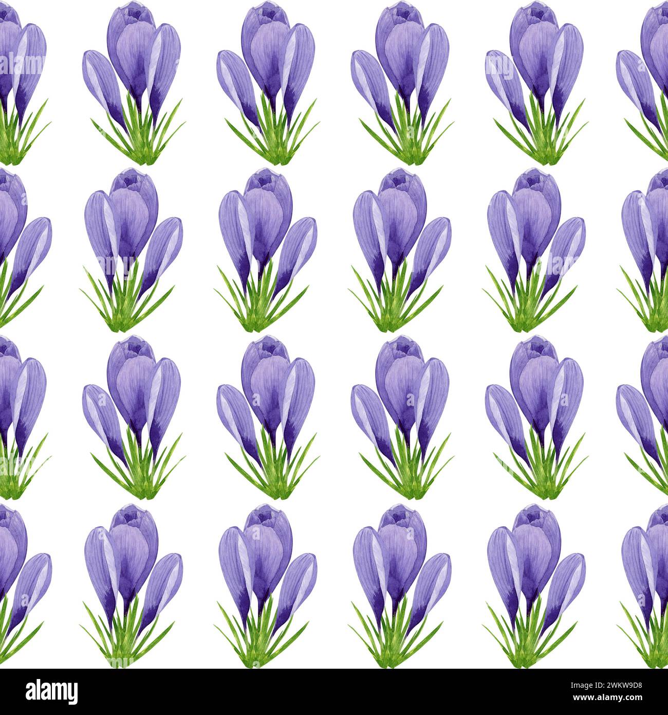 Watercolor purple crocuses seamless pattern, spring flowers digital ...