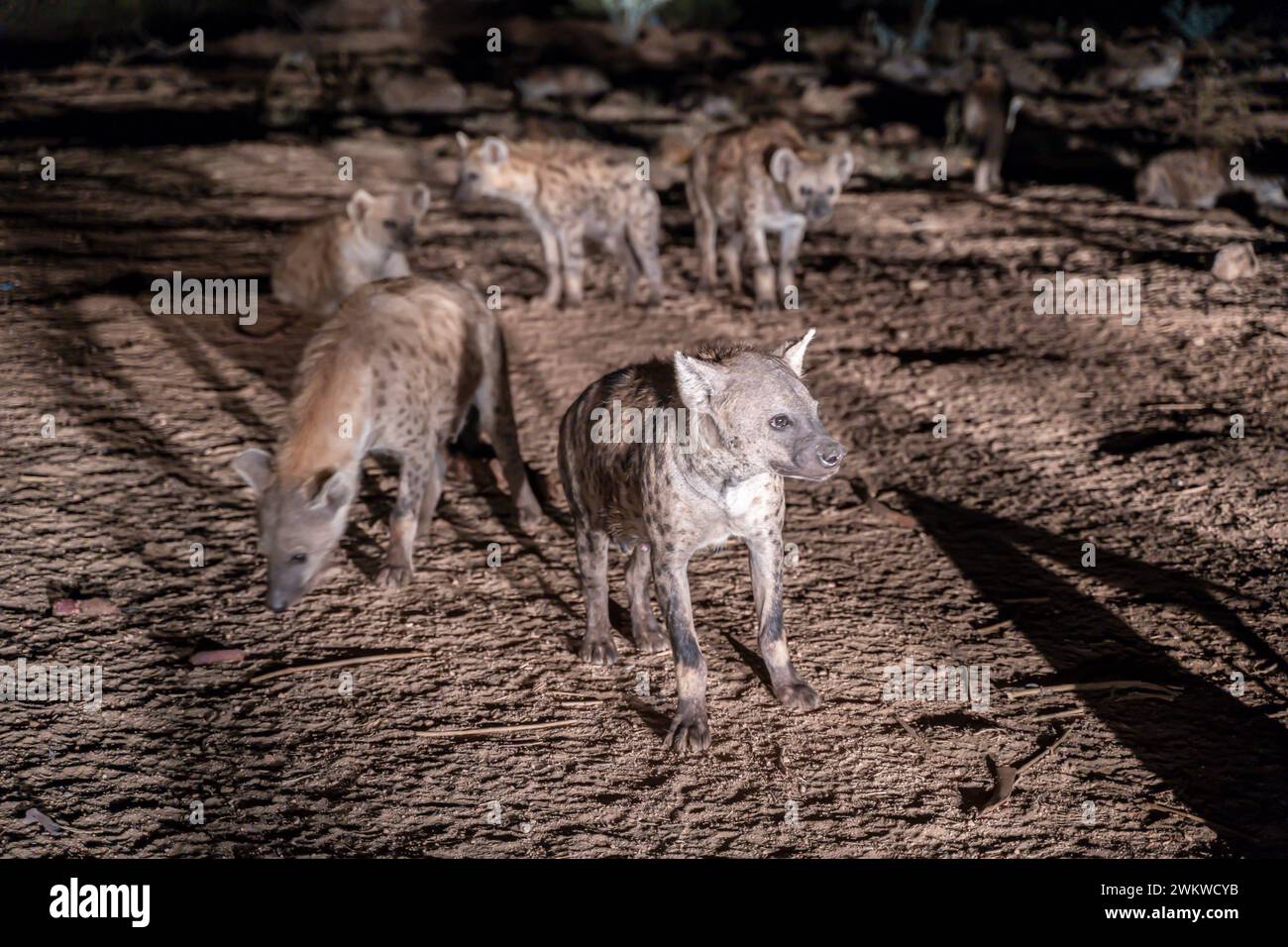 Spotted hyenas in Harar, Ethiopia Stock Photo - Alamy