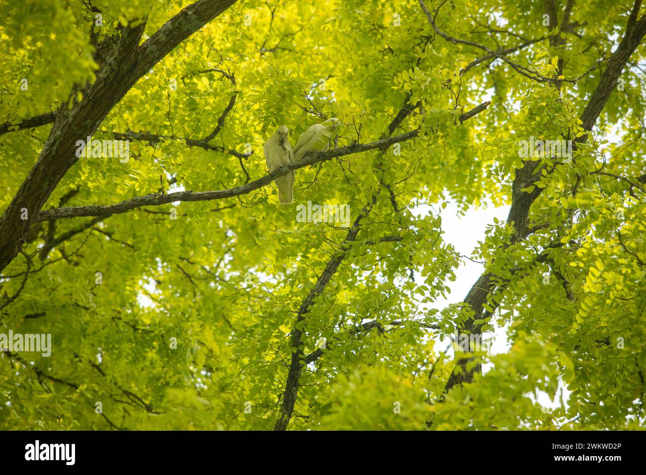 Little Corella birds, Merimbula, Australia Stock Photo - Alamy