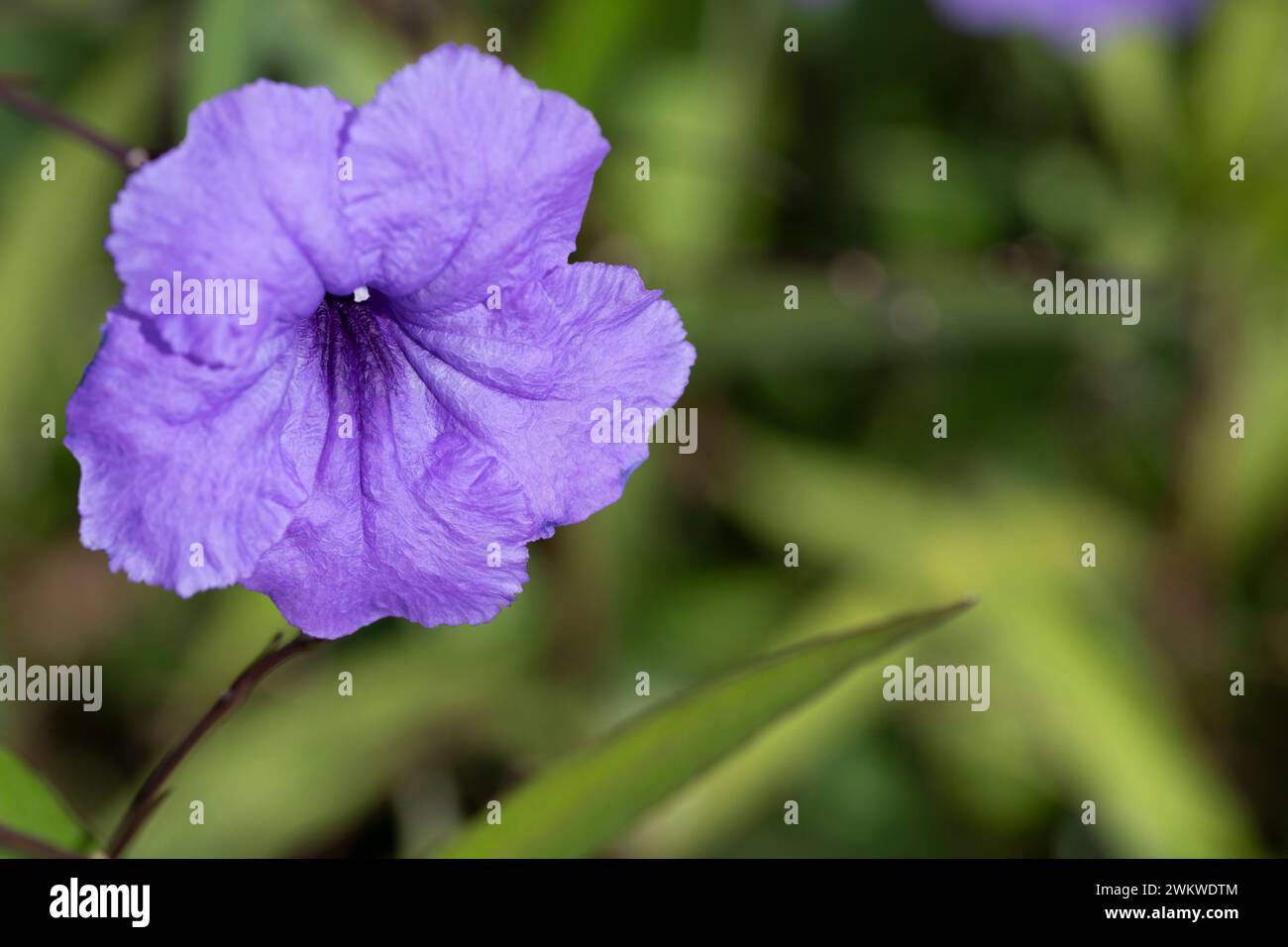 Beautiful lavender / blue flower, ruellia Simplex, mexican petunia, at ...