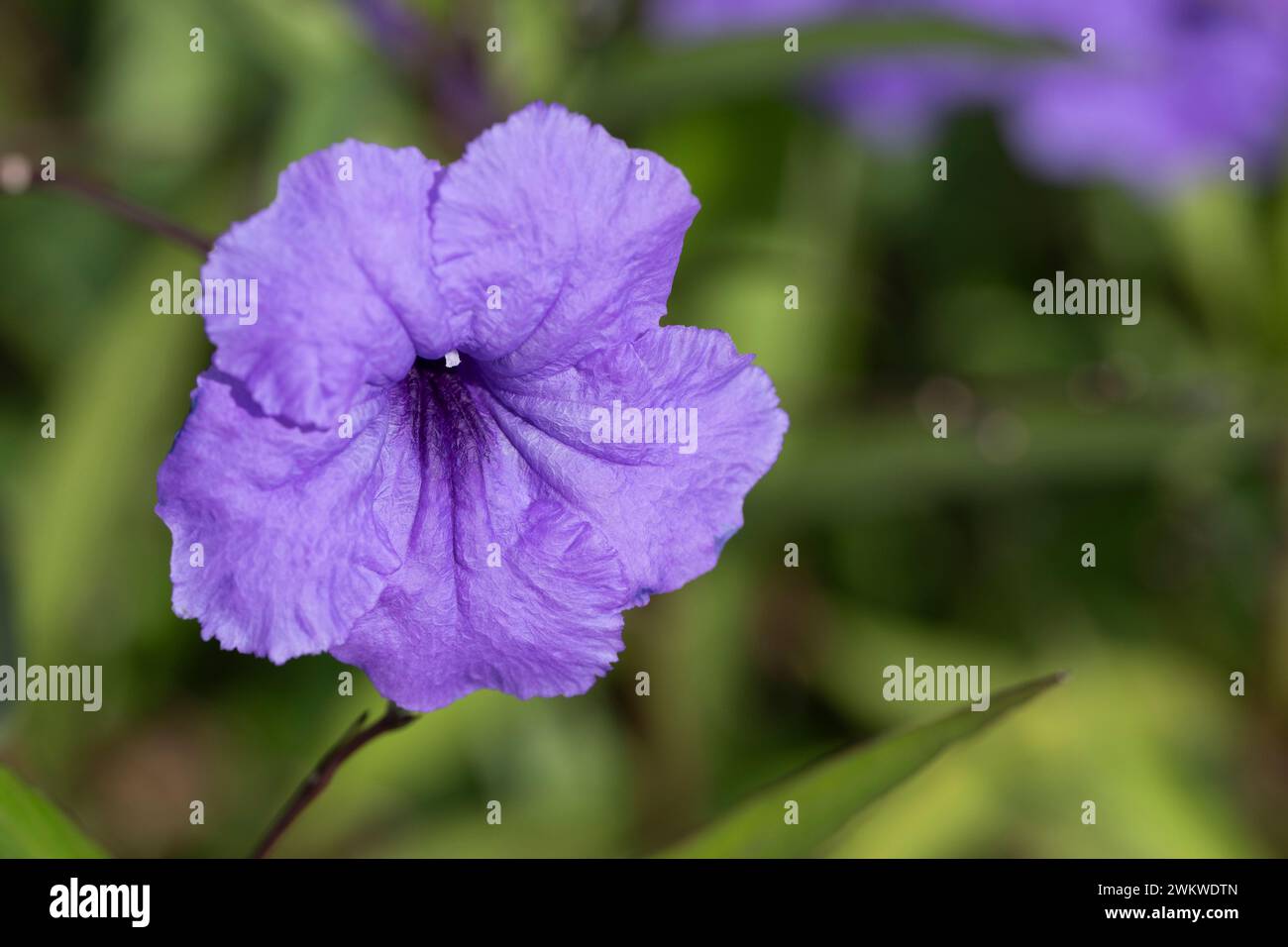 Beautiful lavender / blue flower, ruellia Simplex, mexican petunia, at ...