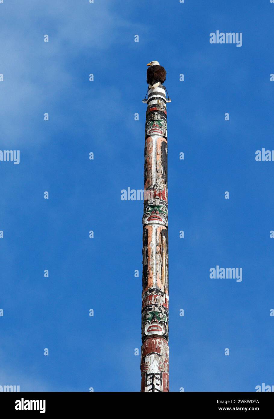 Victoria, Can. 22nd Feb, 2024. A bald eagle is perched on top of the ...