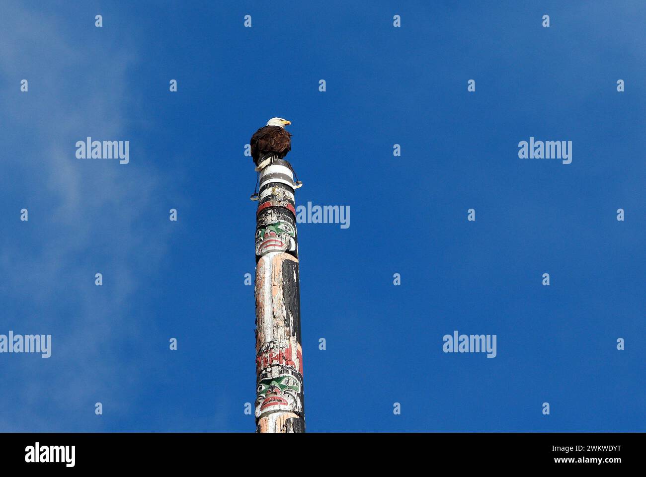 Victoria, Can. 22nd Feb, 2024. A bald eagle is perched on top of the ...