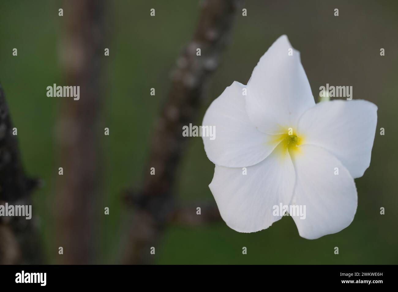Beautiful white flower, plumeria pudica, fiddle leaf plumeria, at Club ...
