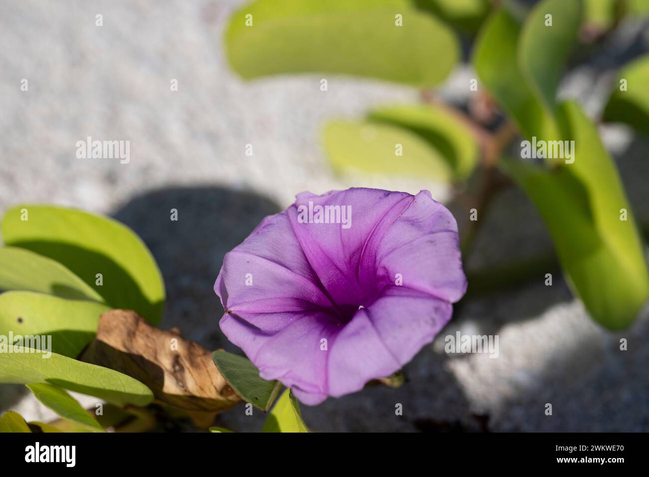 Beautiful mauve flower, Ipomoea pes-caprae, Railroad Vine, at Club Med ...