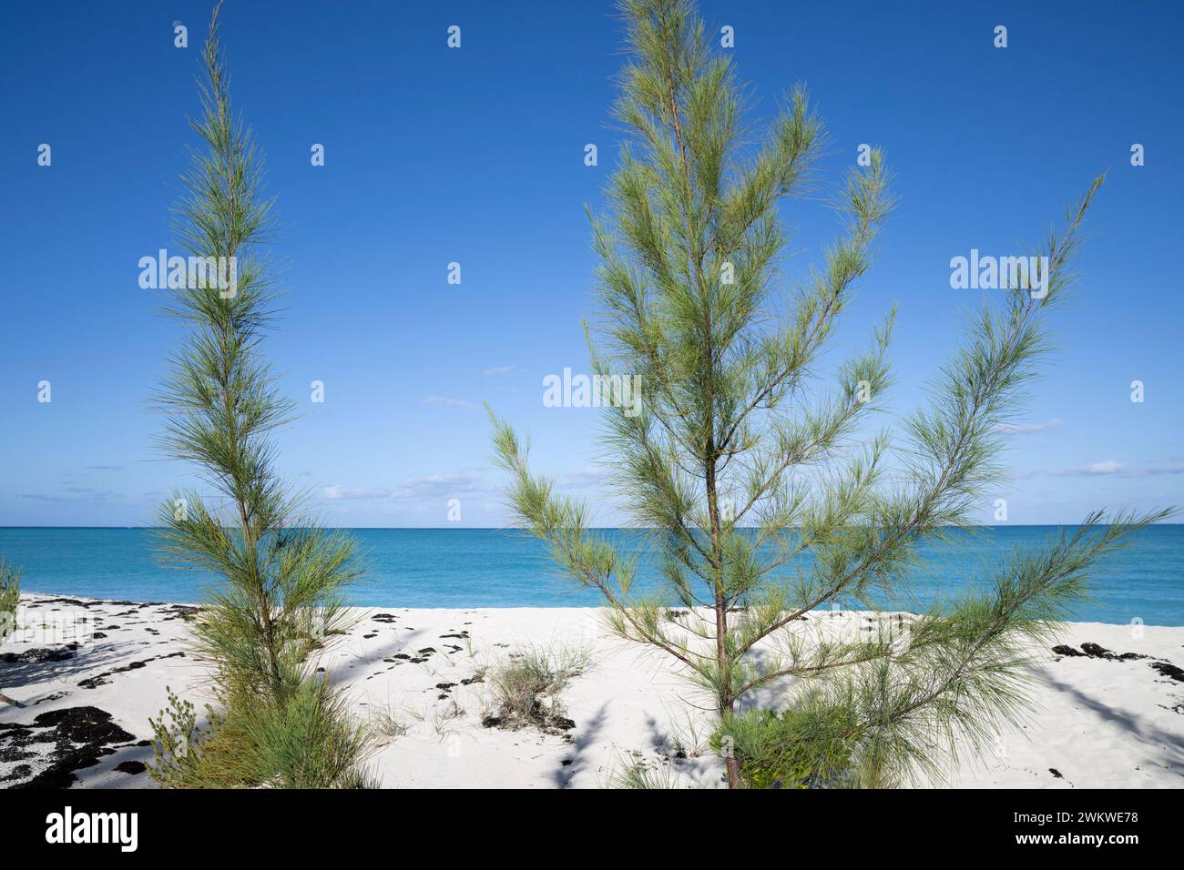 Caribbean pine pinus caribaea tree hi-res stock photography and images ...