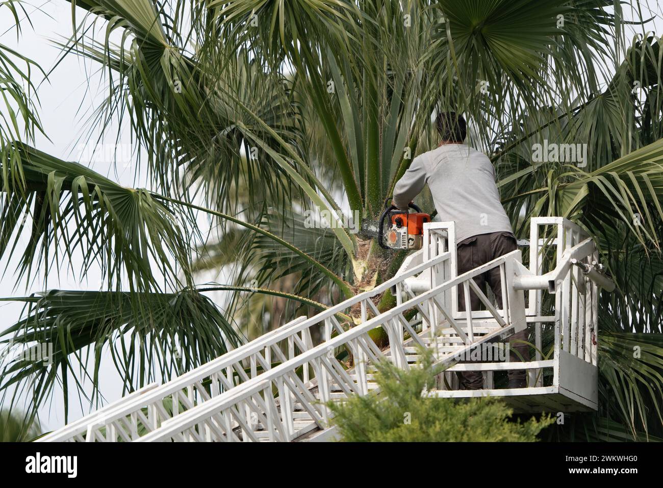 Pruning a palm tree hi-res stock photography and images - Alamy