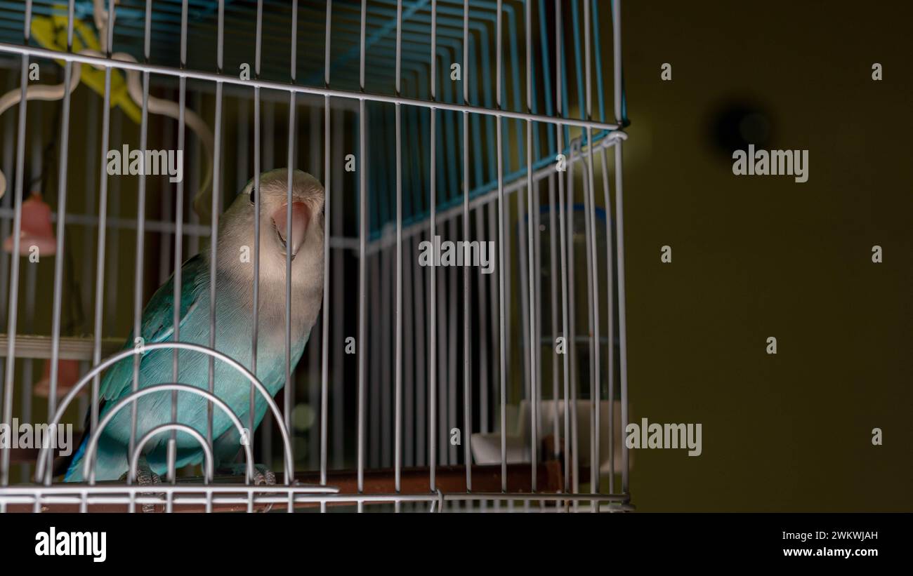 Pájaro jaula hi-res stock photography and images - Alamy