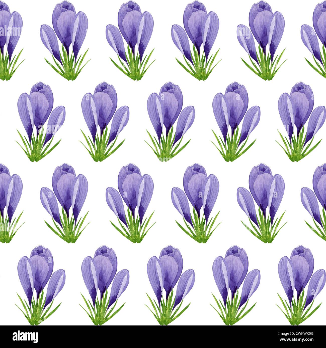 Watercolor purple crocuses seamless pattern, spring flowers digital paper on white background ...
