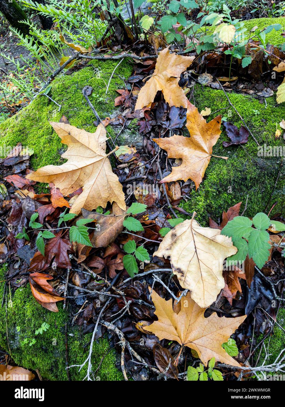 Big Leaf Maple ( Acer macrophyllum) at Garland Ranch Regional Park ...