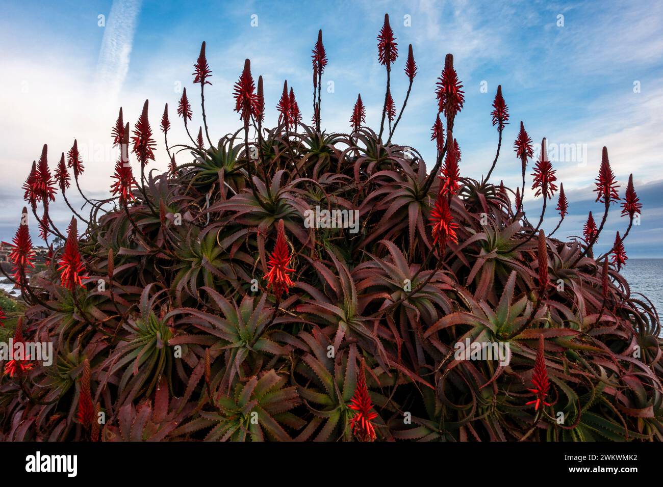 Aloe aloe arborescens hi-res stock photography and images - Alamy