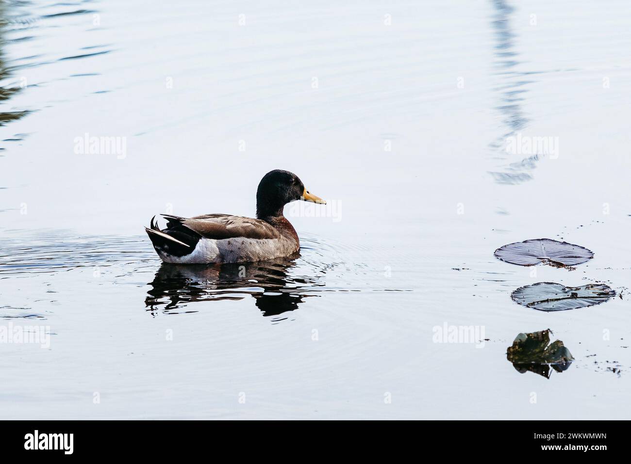 Mallard waterfowl birds floating hi-res stock photography and images ...