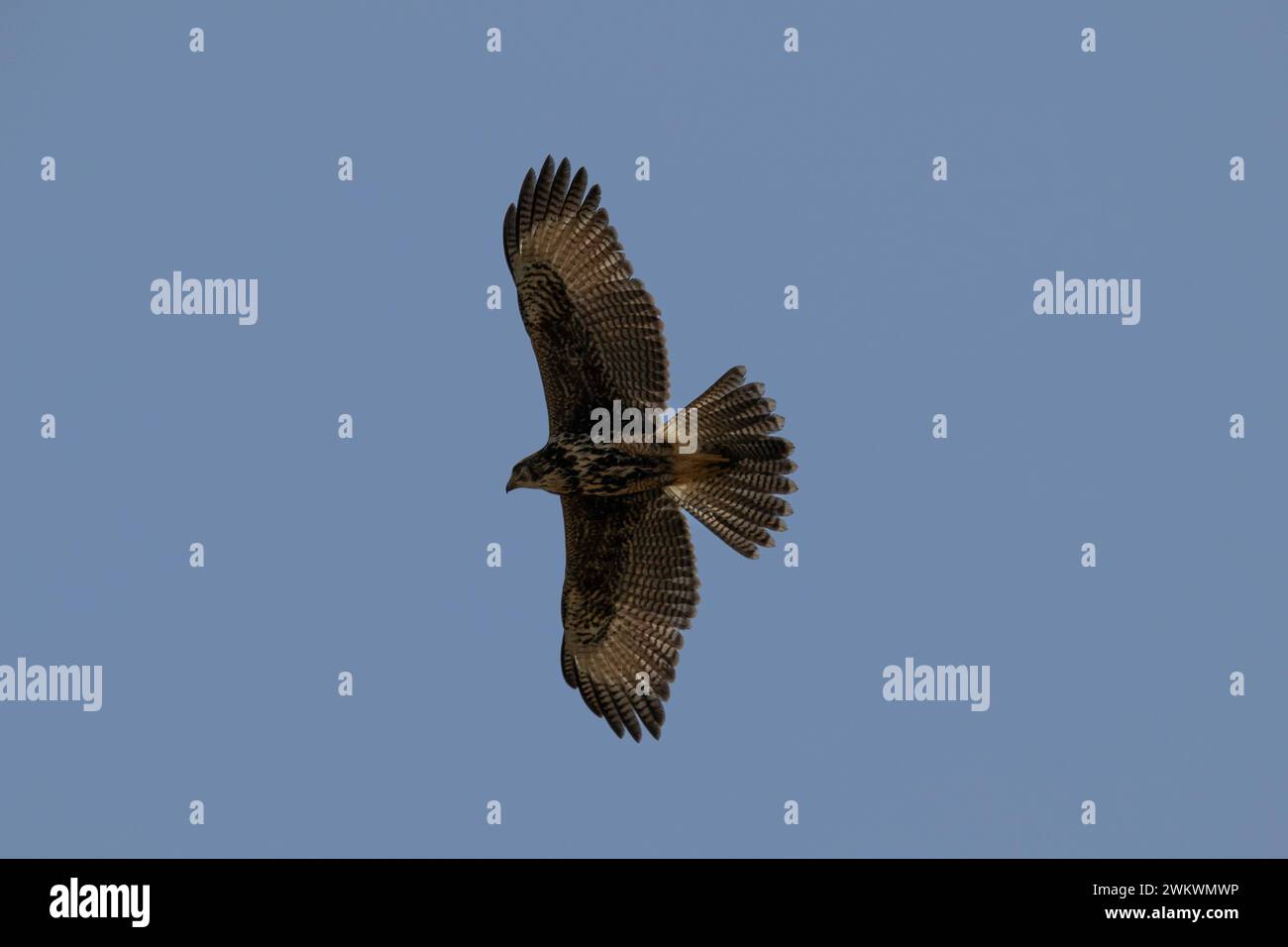 White hawk flying hi-res stock photography and images - Alamy